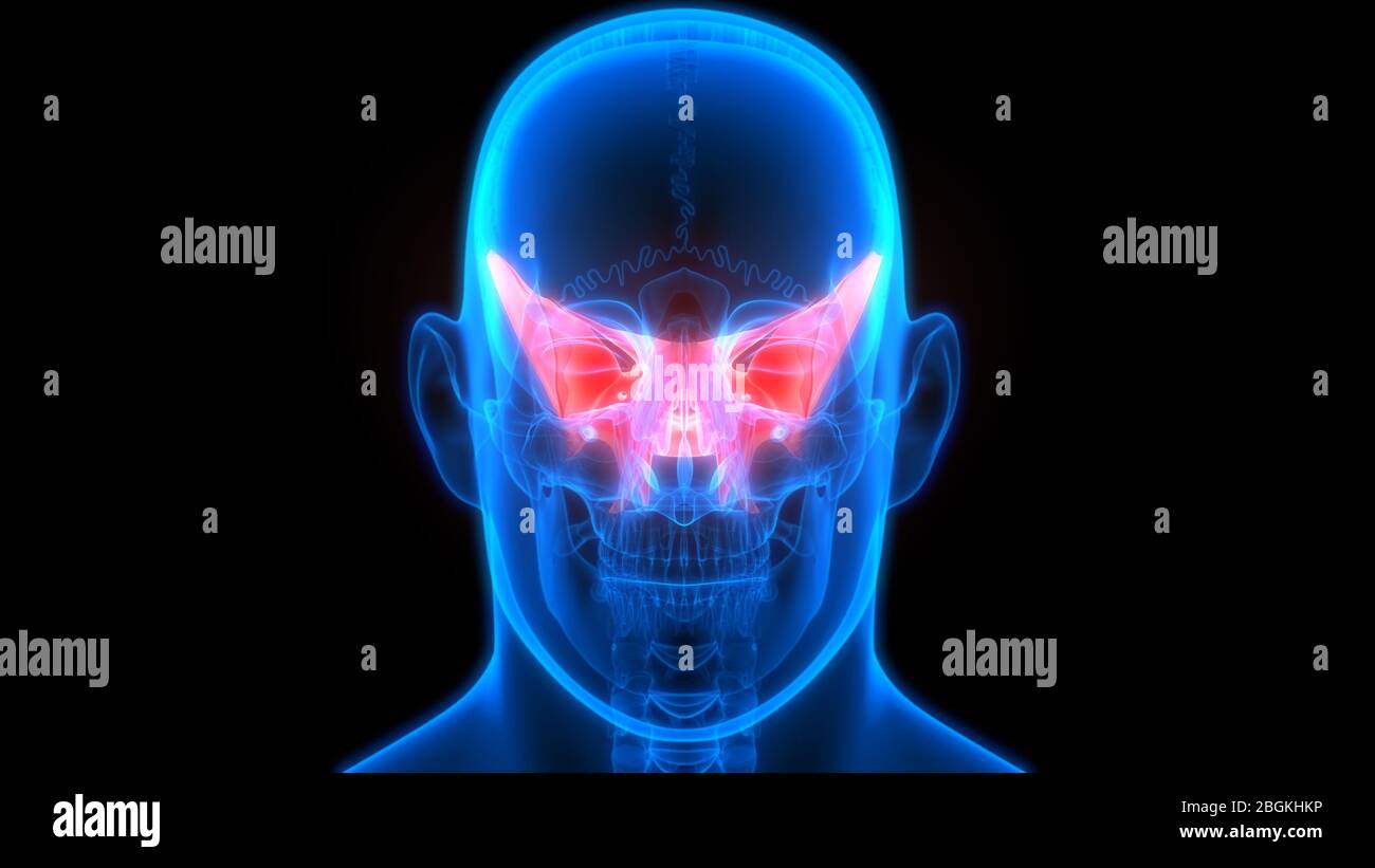 Human Skeleton System Skull Bone Joints Anatomy Stock Photo - Alamy