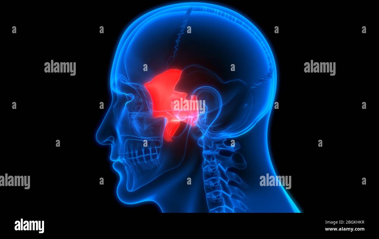 Human Skeleton System Skull Bone Joints Anatomy Stock Photo - Alamy