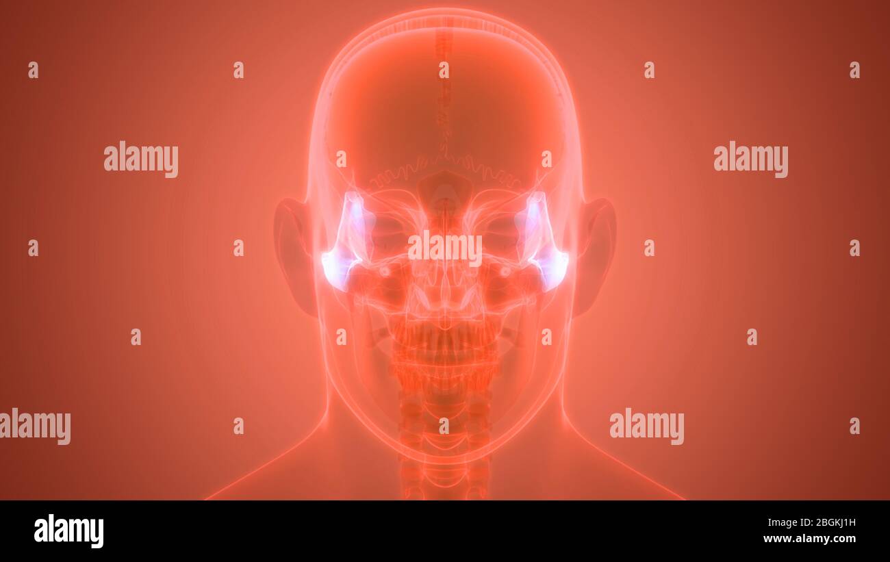 Human Skeleton System Skull Bone Joints Anatomy Stock Photo - Alamy