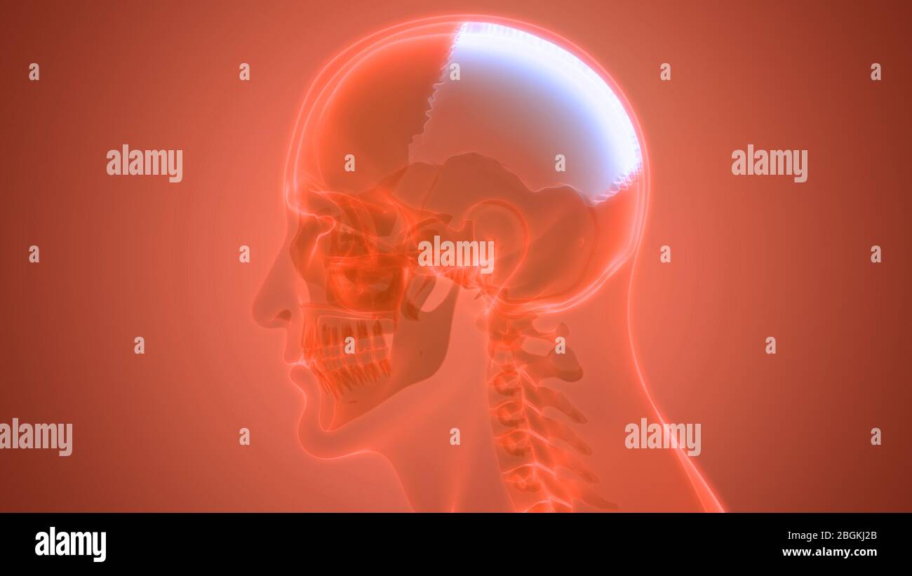 Human Skeleton System Skull Bone Joints Anatomy Stock Photo - Alamy