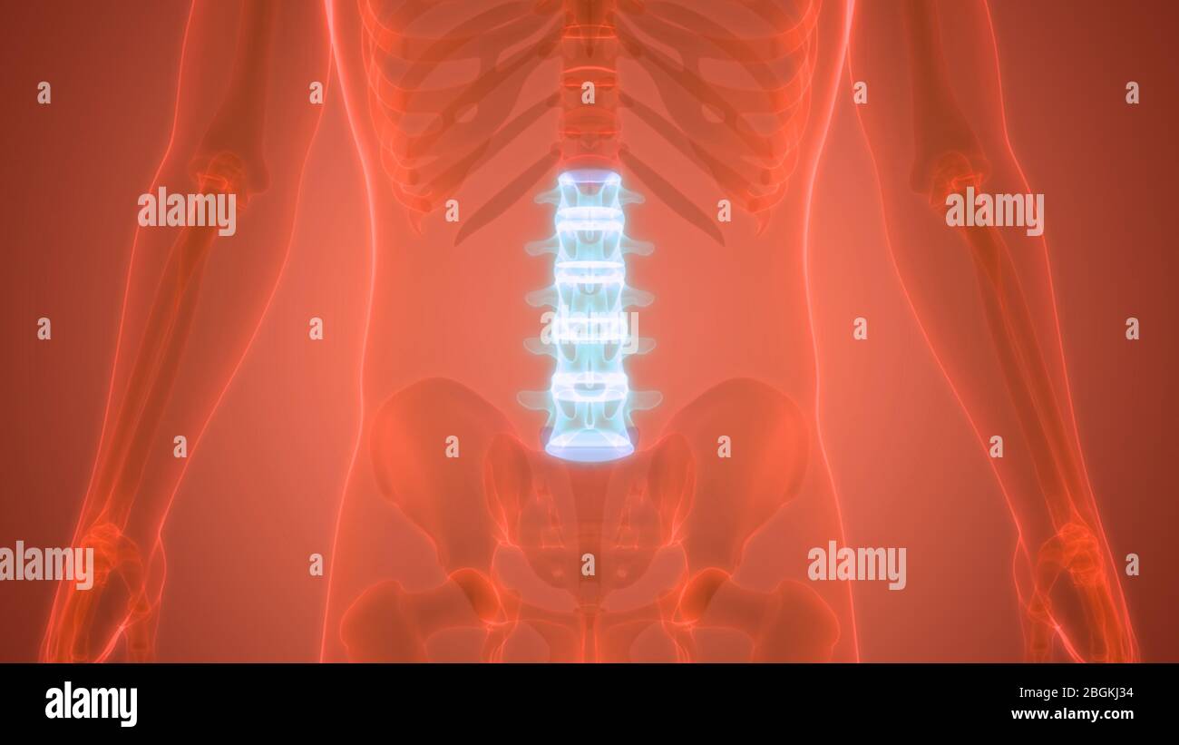 Vertebral Column of Human Skeleton System Anatomy Stock Photo - Alamy