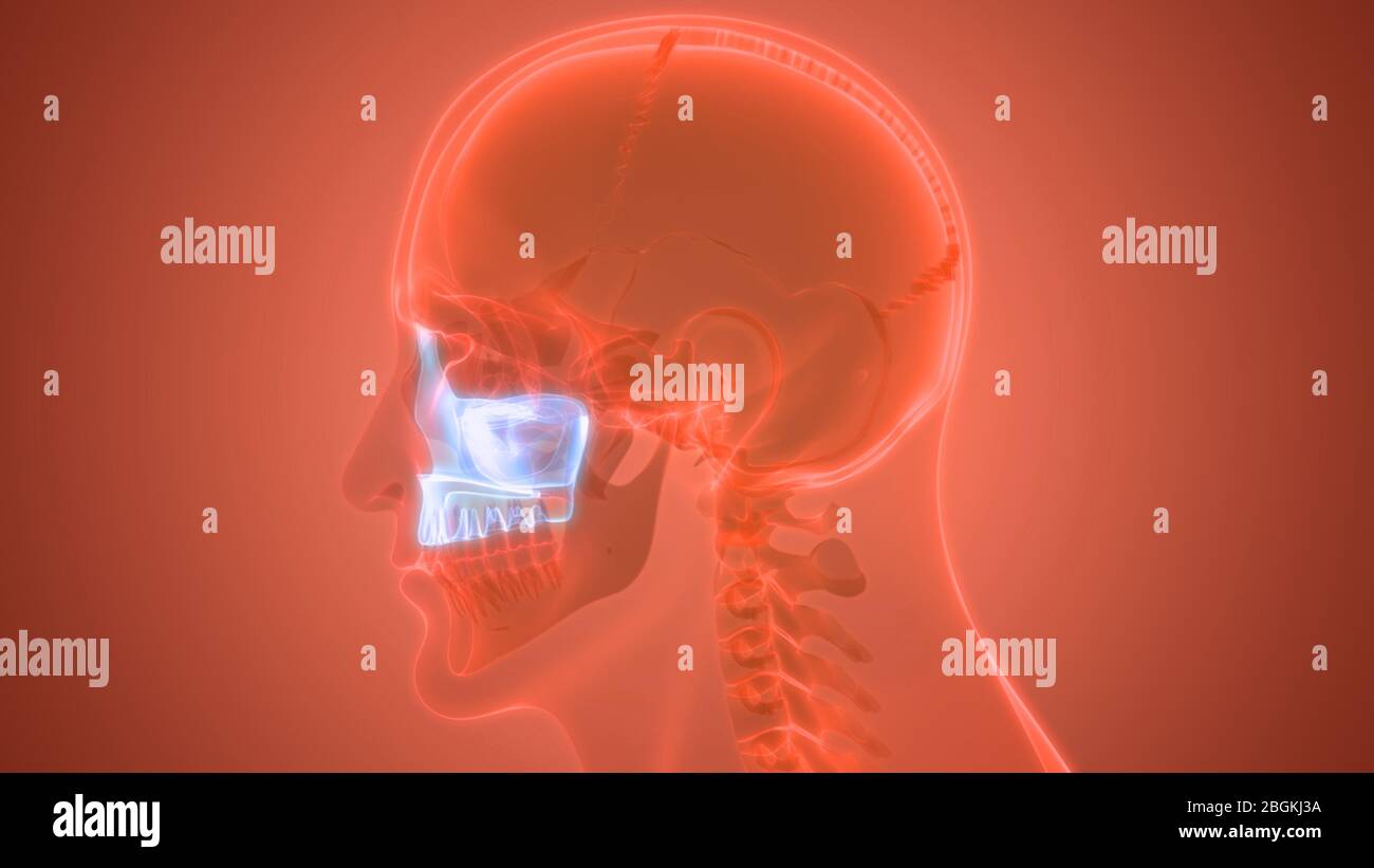 Human Skeleton System Skull Bone Joints Anatomy Stock Photo - Alamy