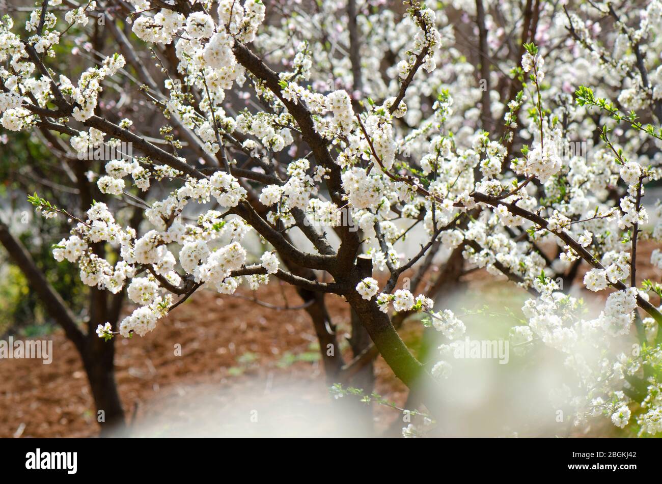 Flowers on a tree are in full blossom as spring comes in Kunming city ...
