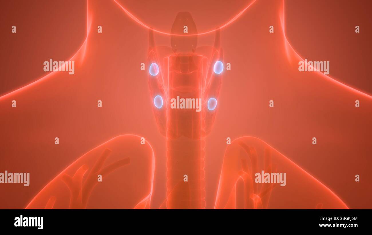 The parathyroid glands hi-res stock photography and images - Alamy
