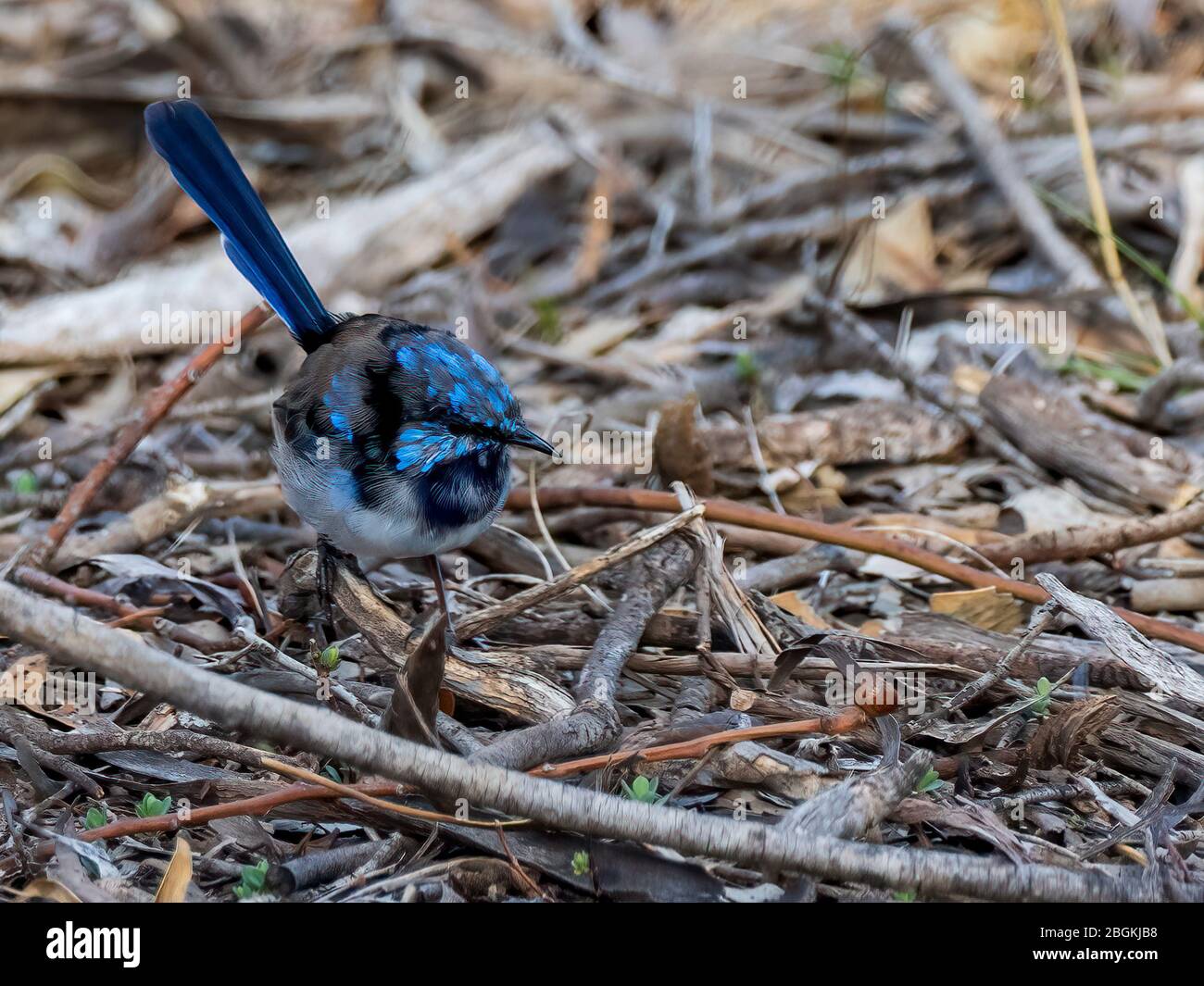 The adult male Superb Fairywren (Malurus cyaneus) has rich blue and ...