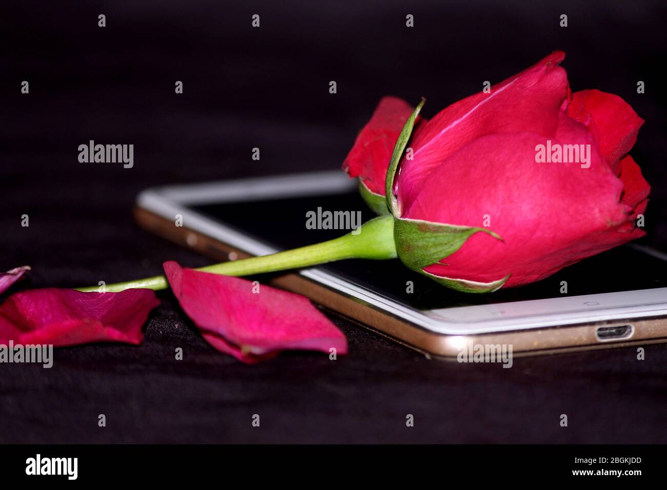 beautiful romantic proposal, Red rose put on mobile valentine gift ...