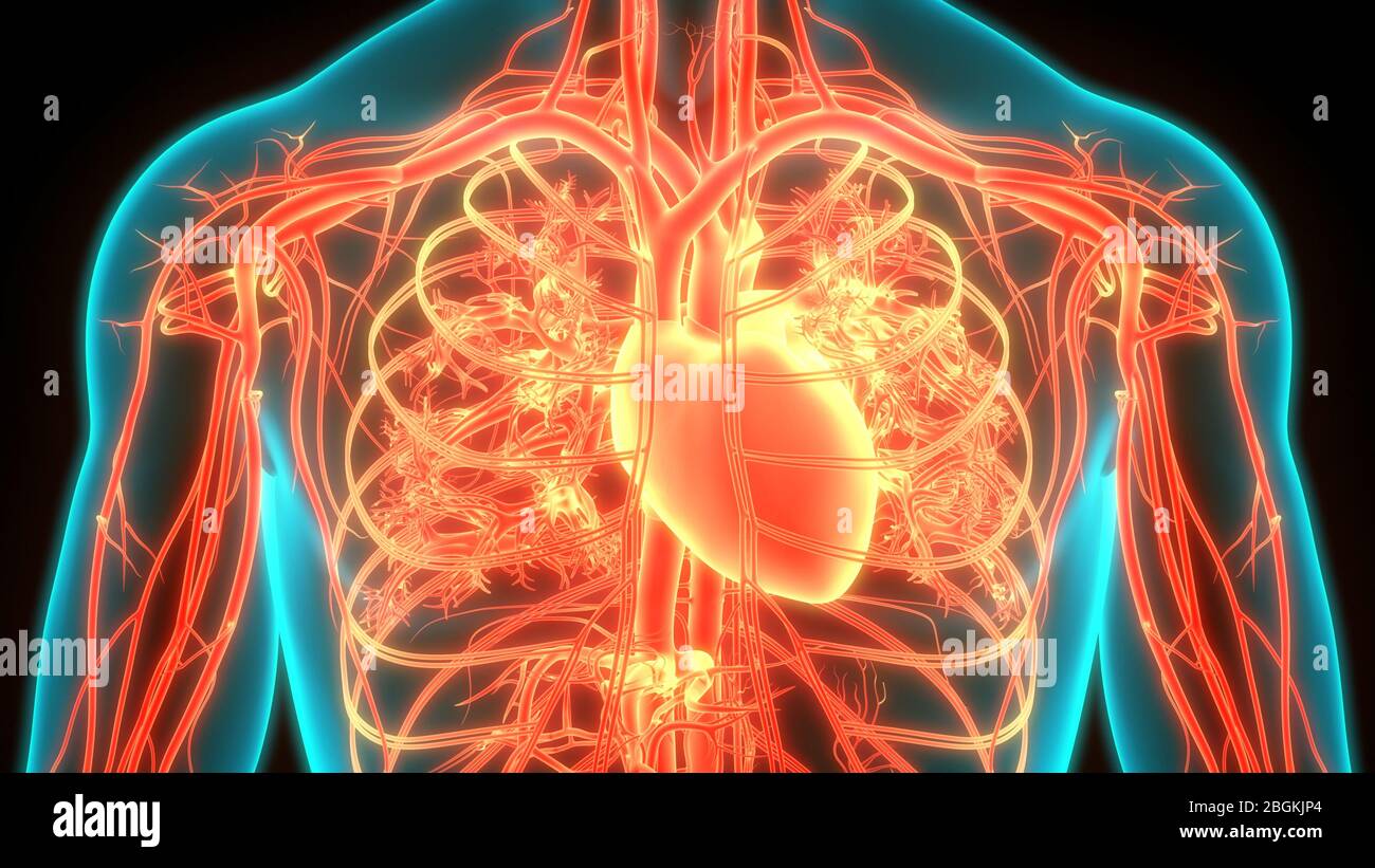 Human Circulatory System Heart Anatomy Stock Photo - Alamy