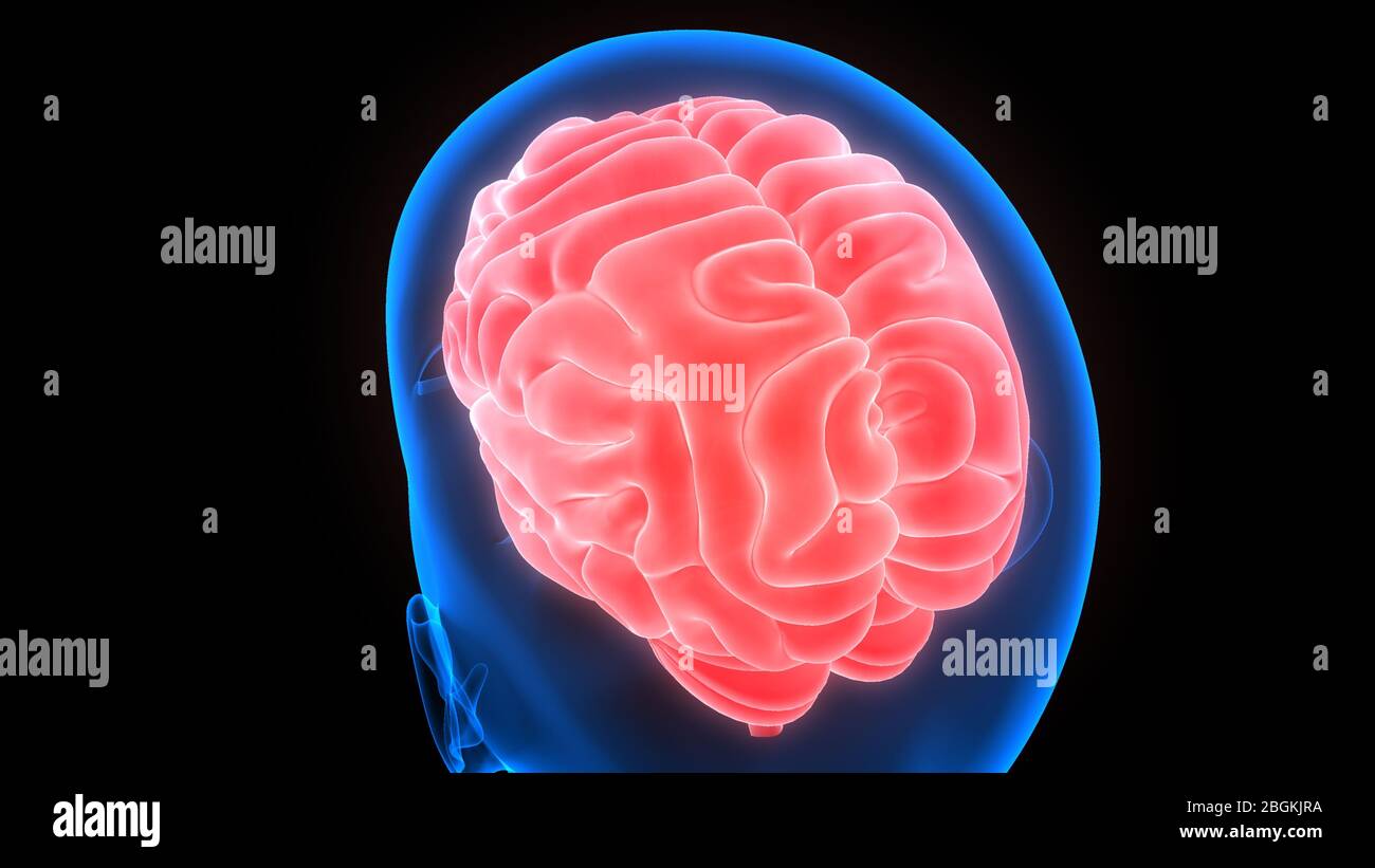 Central Organ of Human Nervous System Brain Anatomy Stock Photo - Alamy