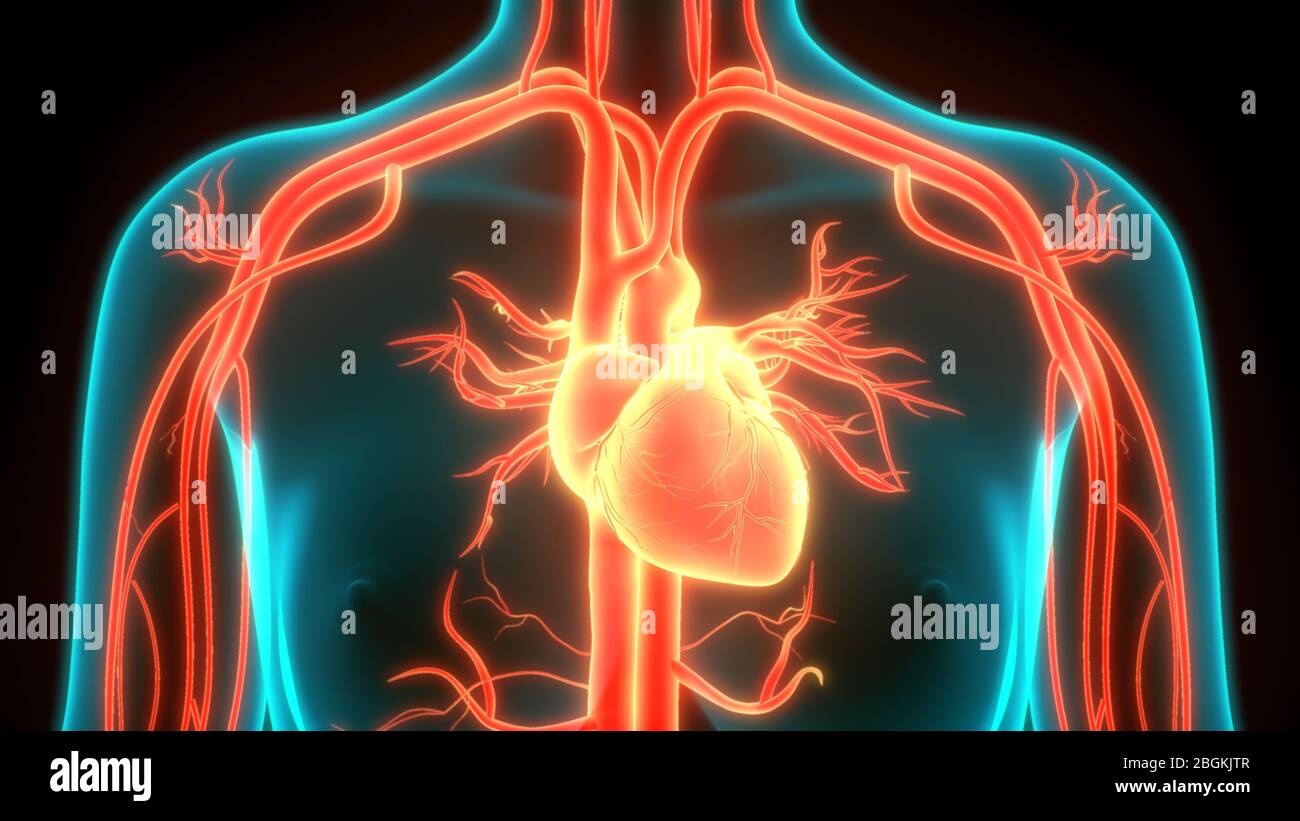 Human Circulatory System Heart Anatomy Stock Photo - Alamy