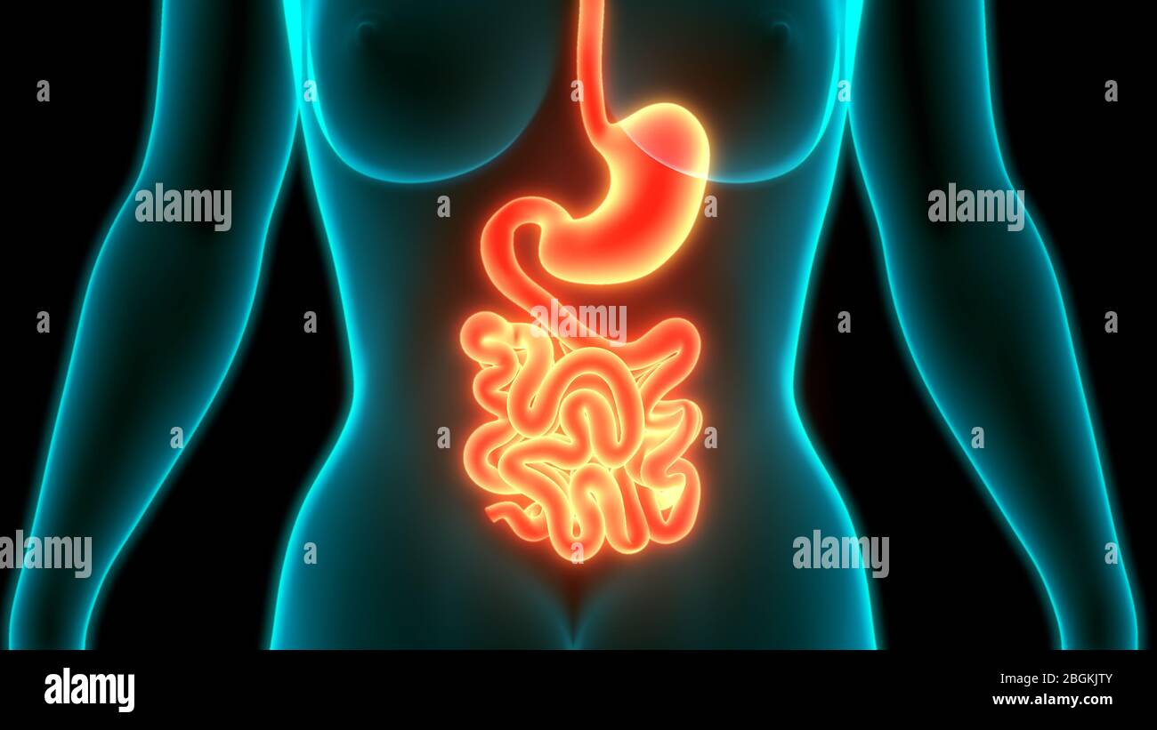 Human Digestive System Anatomy Stock Photo - Alamy