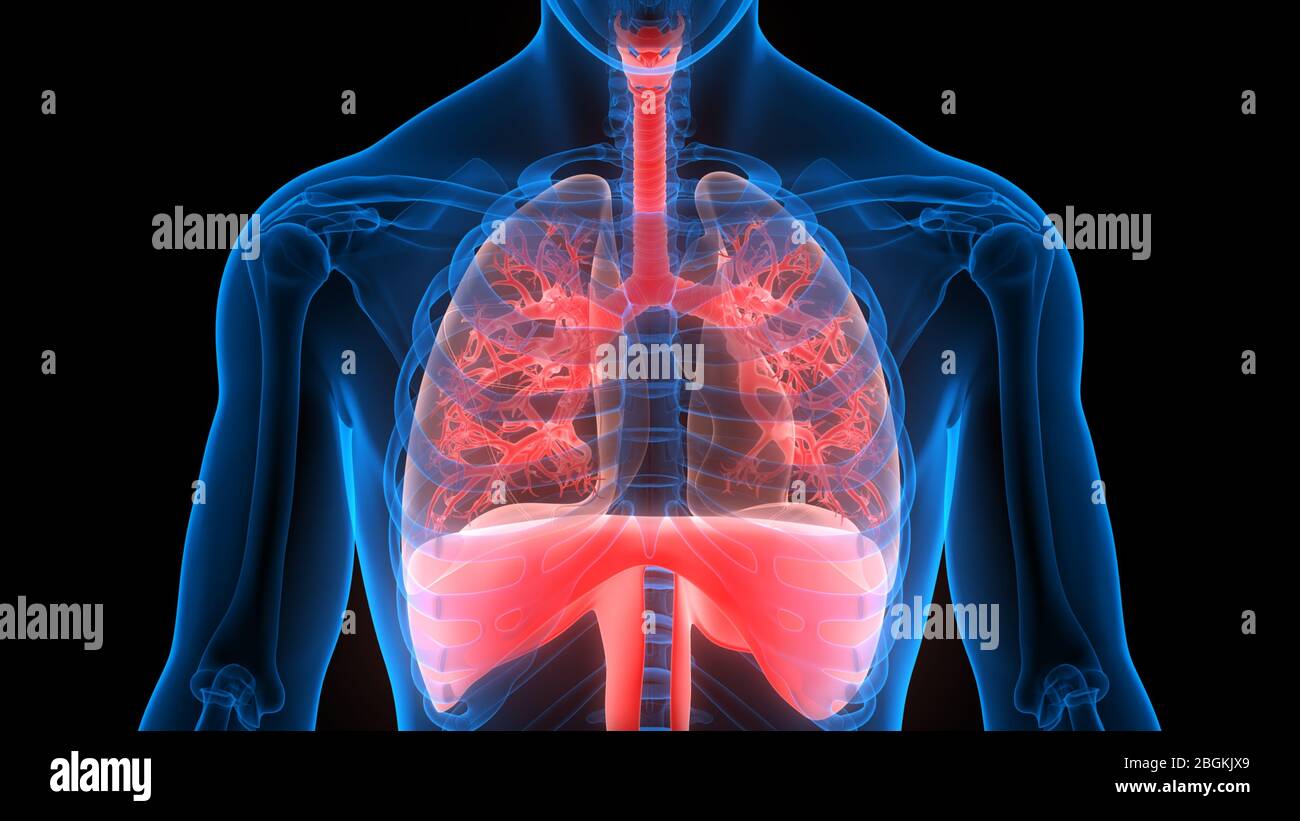 Human Respiratory System Lungs with Alveoli Anatomy Stock Photo - Alamy