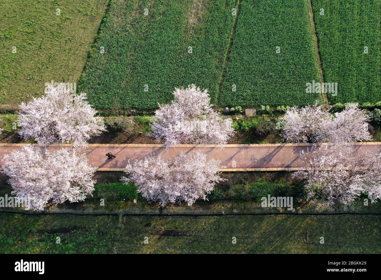 An aerial view of the sakura blossom along a path in Pengzhou city ...