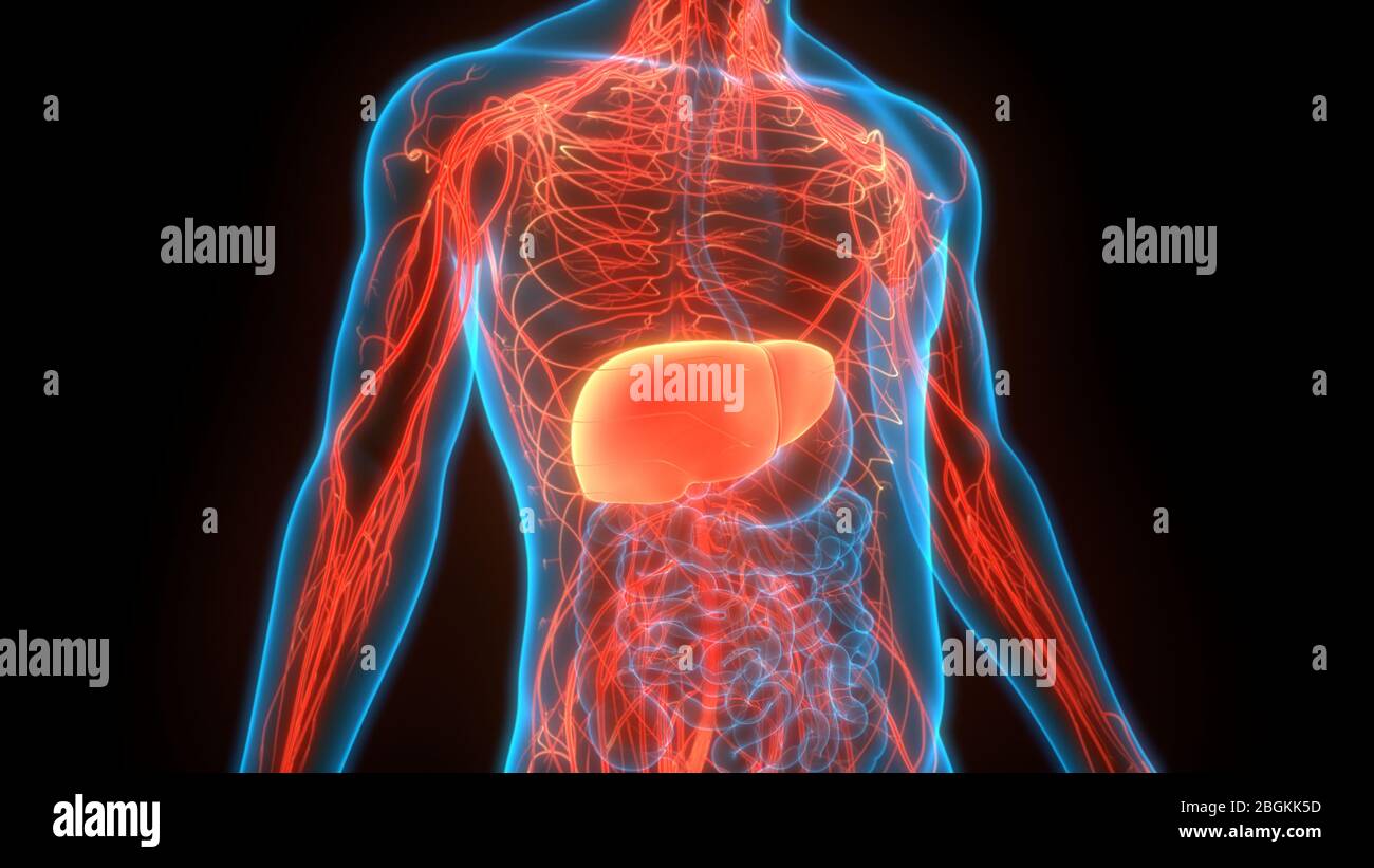 Human Internal Digestive Organ Liver Anatomy Stock Photo - Alamy