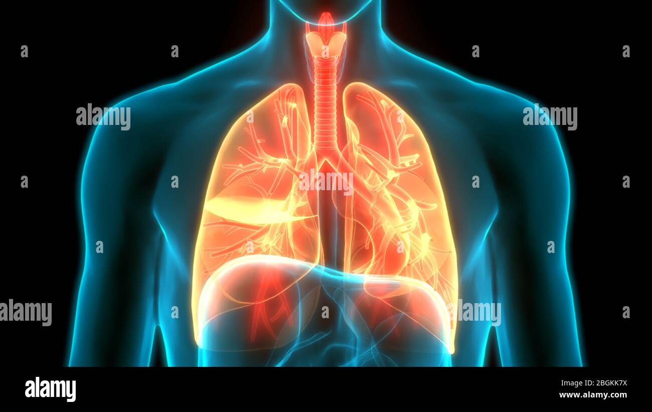 Human Respiratory System Lungs Anatomy Stock Photo - Alamy