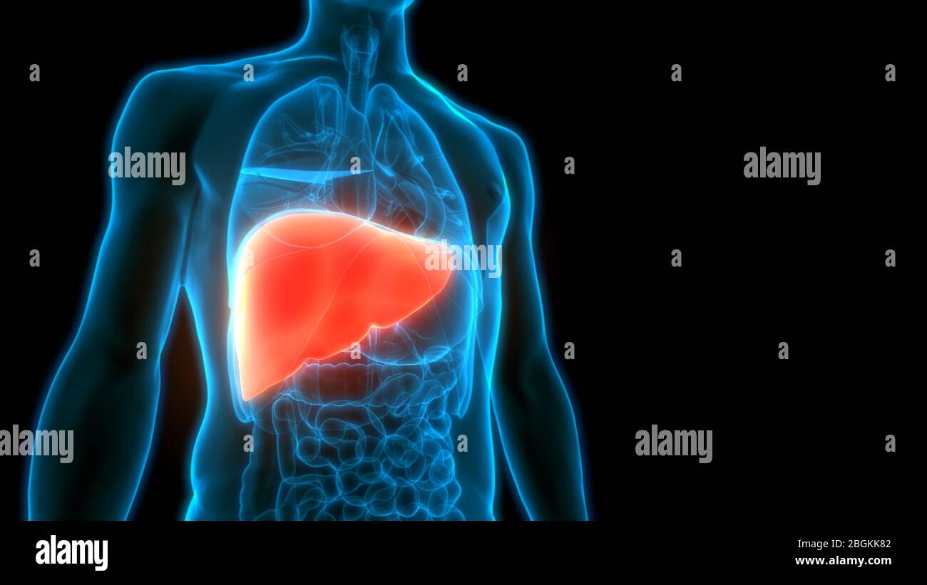 Human Digestive Internal Organ Liver Anatomy Stock Photo - Alamy
