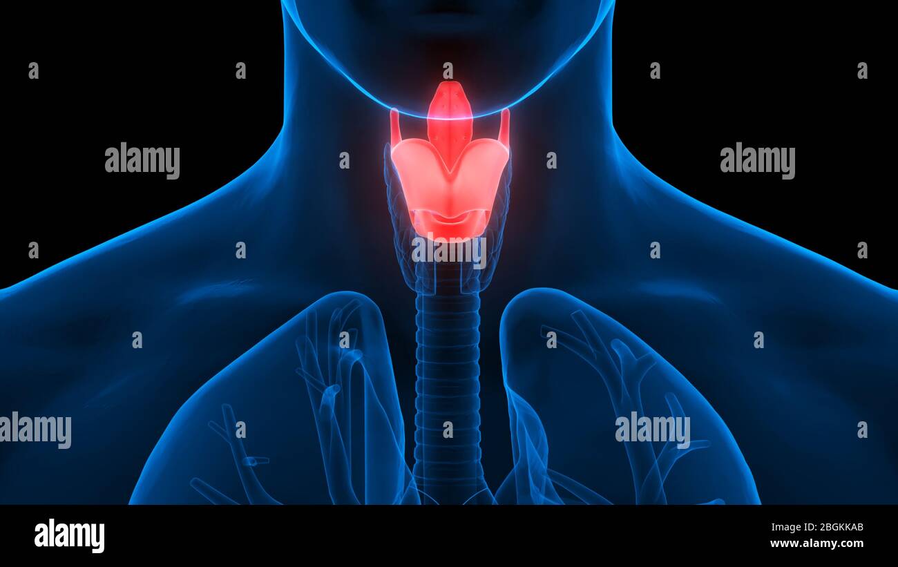 Human Respiratory System Larynx and Pharynx Anatomy Stock Photo - Alamy