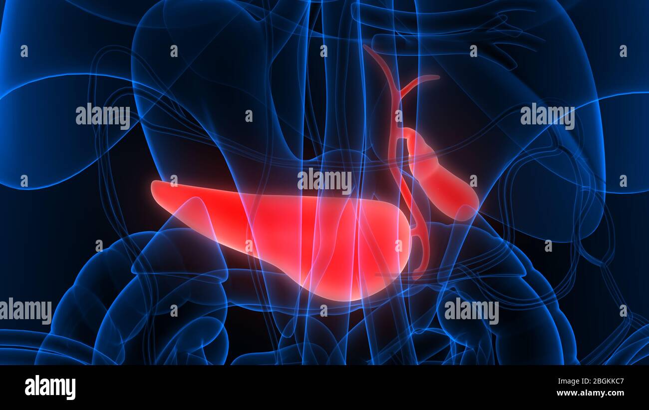 Human Internal Organ Pancreas with Gallbladder Anatomy Stock Photo - Alamy