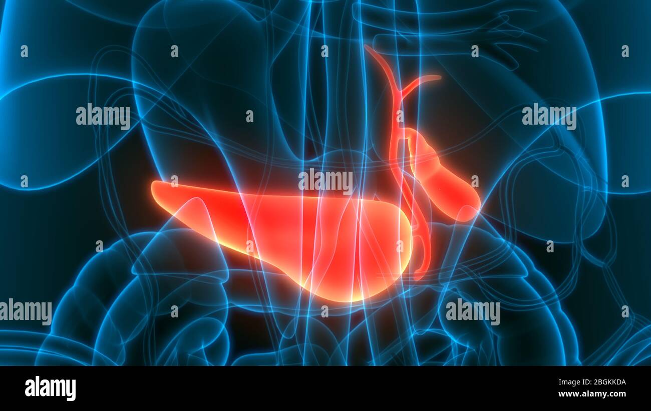 Human Internal Organ Pancreas with Gallbladder Anatomy Stock Photo - Alamy