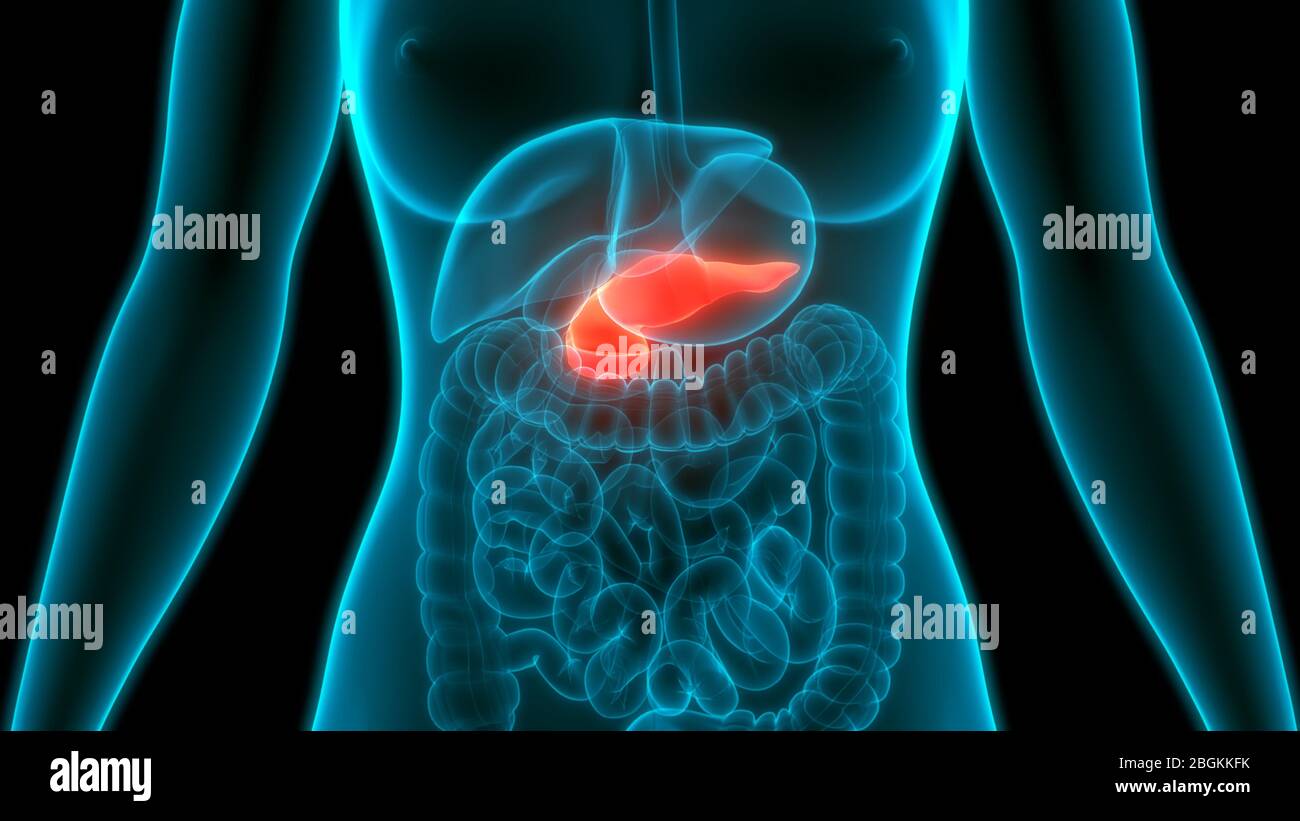 Human Internal Organ Pancreas Anatomy Stock Photo - Alamy
