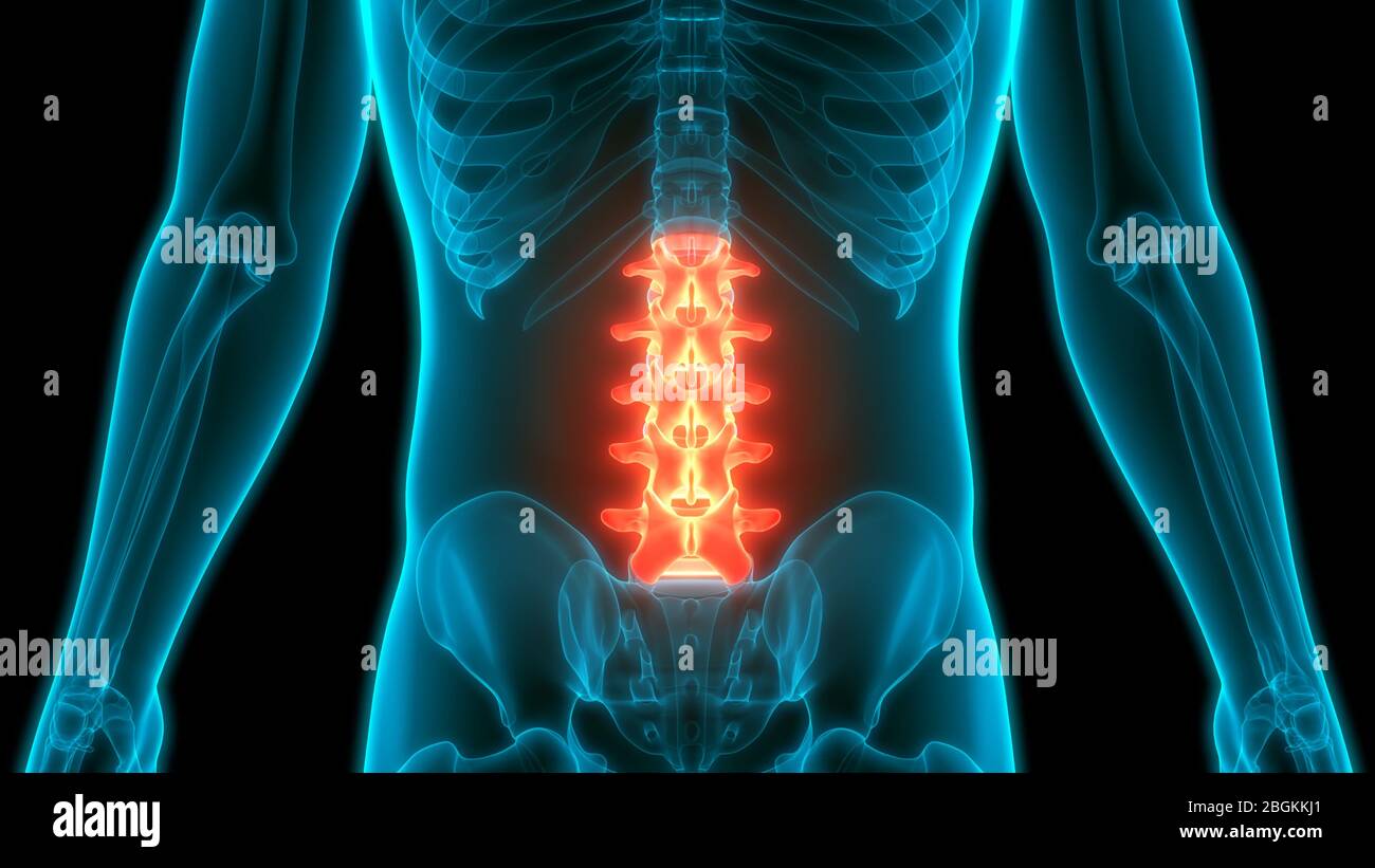 Vertebral Column Lumbar Vertebrae of Human Skeleton System Anatomy ...