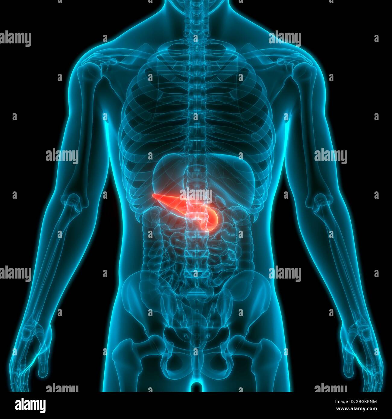Human Internal Organ Pancreas Anatomy Stock Photo - Alamy