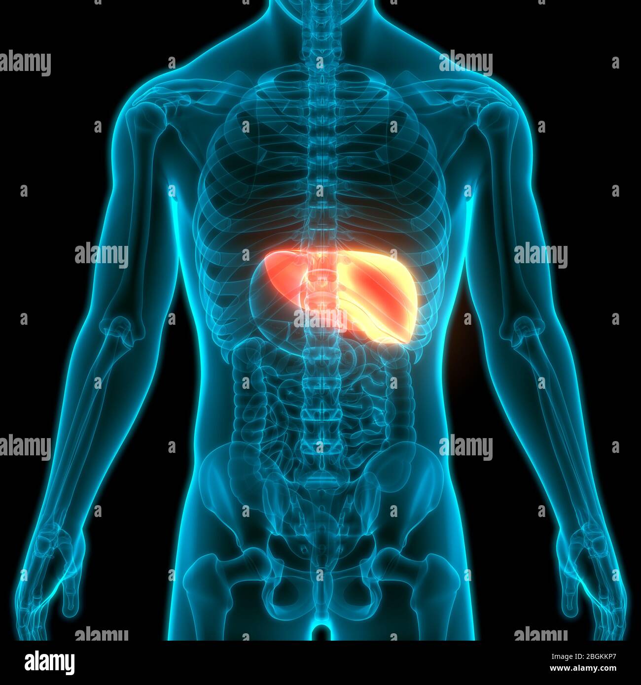 Human Digestive Internal Organ Liver Anatomy Stock Photo - Alamy