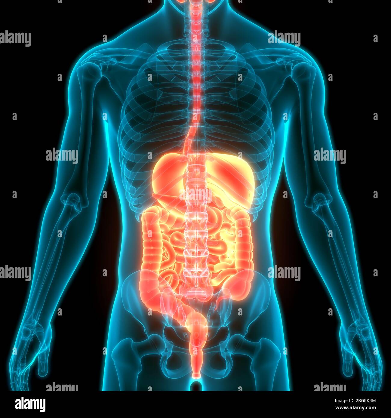 Human Digestive System Anatomy Stock Photo - Alamy
