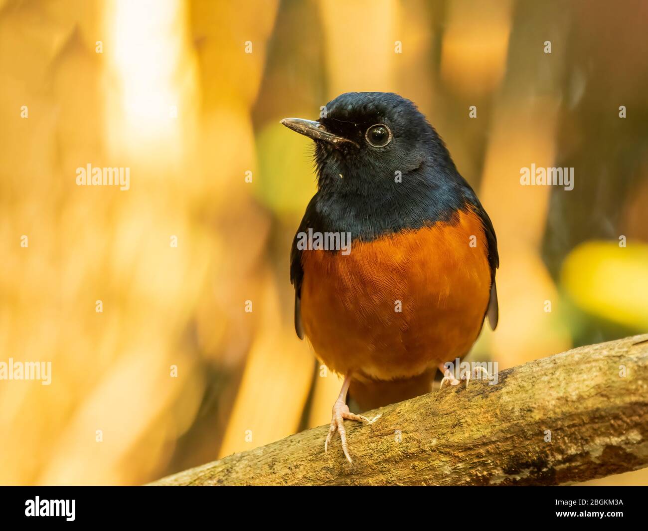 The male White-rumped Shama (Copsychus malabaricus) has a glossy blue ...