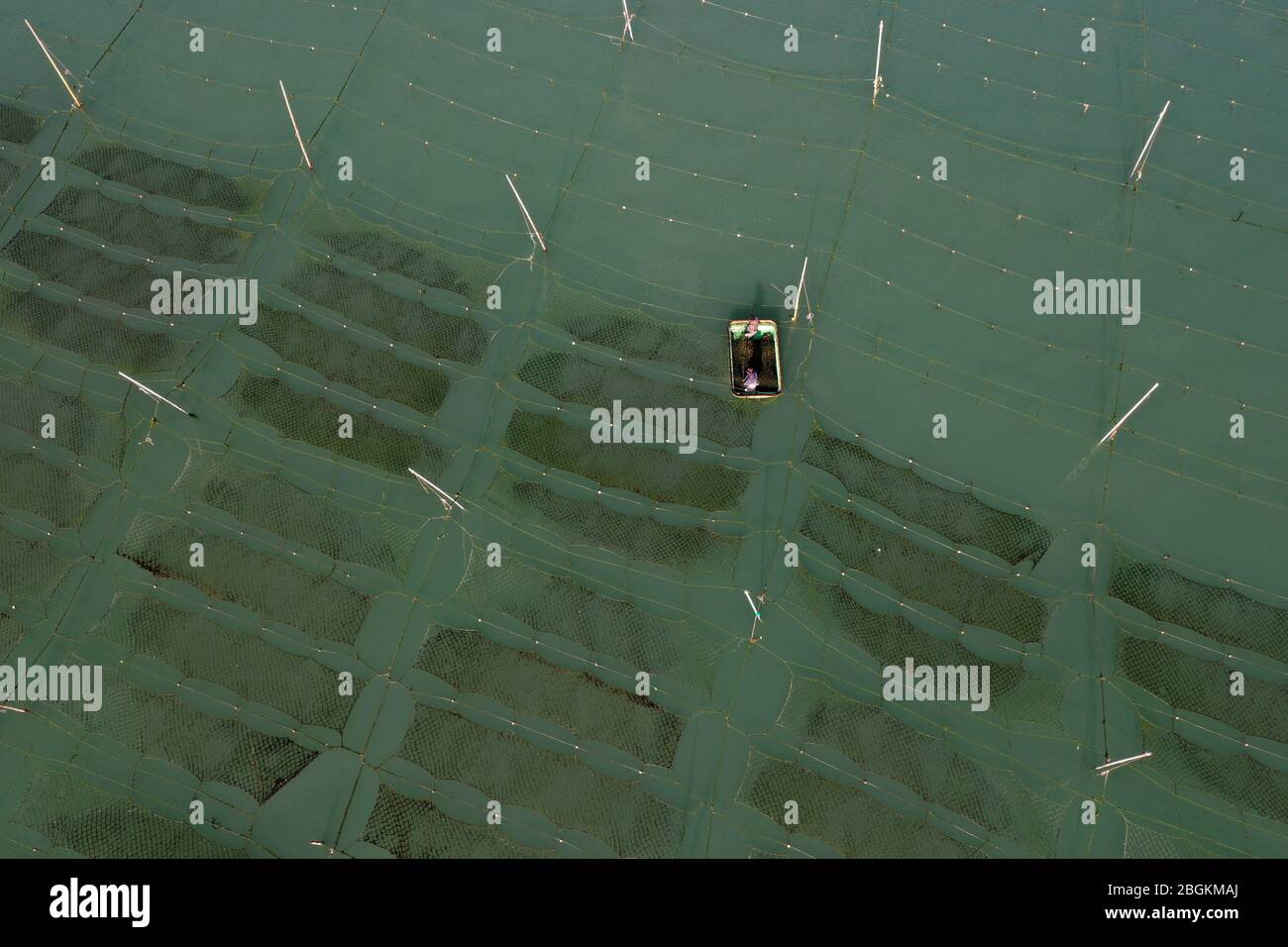 Seaweed farm aerial hi-res stock photography and images - Alamy