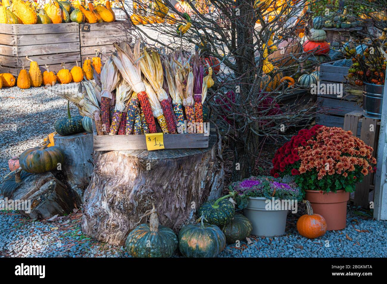Indian corn display hi-res stock photography and images - Alamy