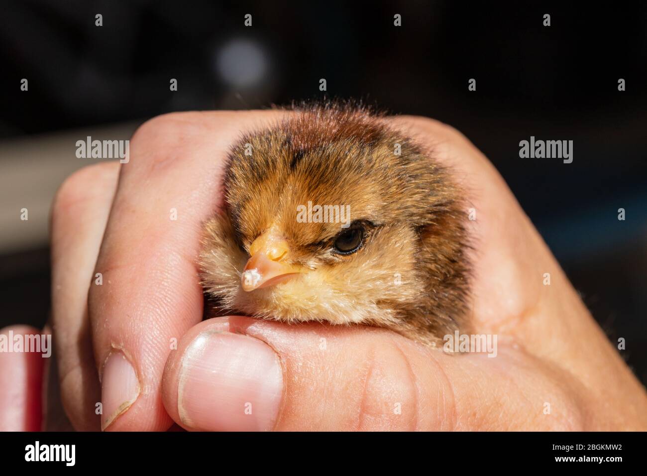 Chicken With Teeth Atavism