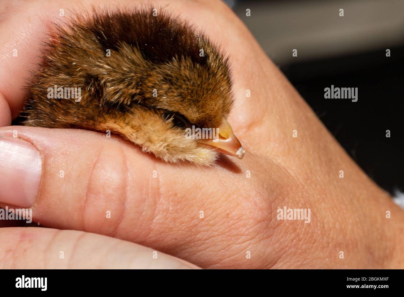 Close-up image of egg tooth on newborn chick, only a few days old ...