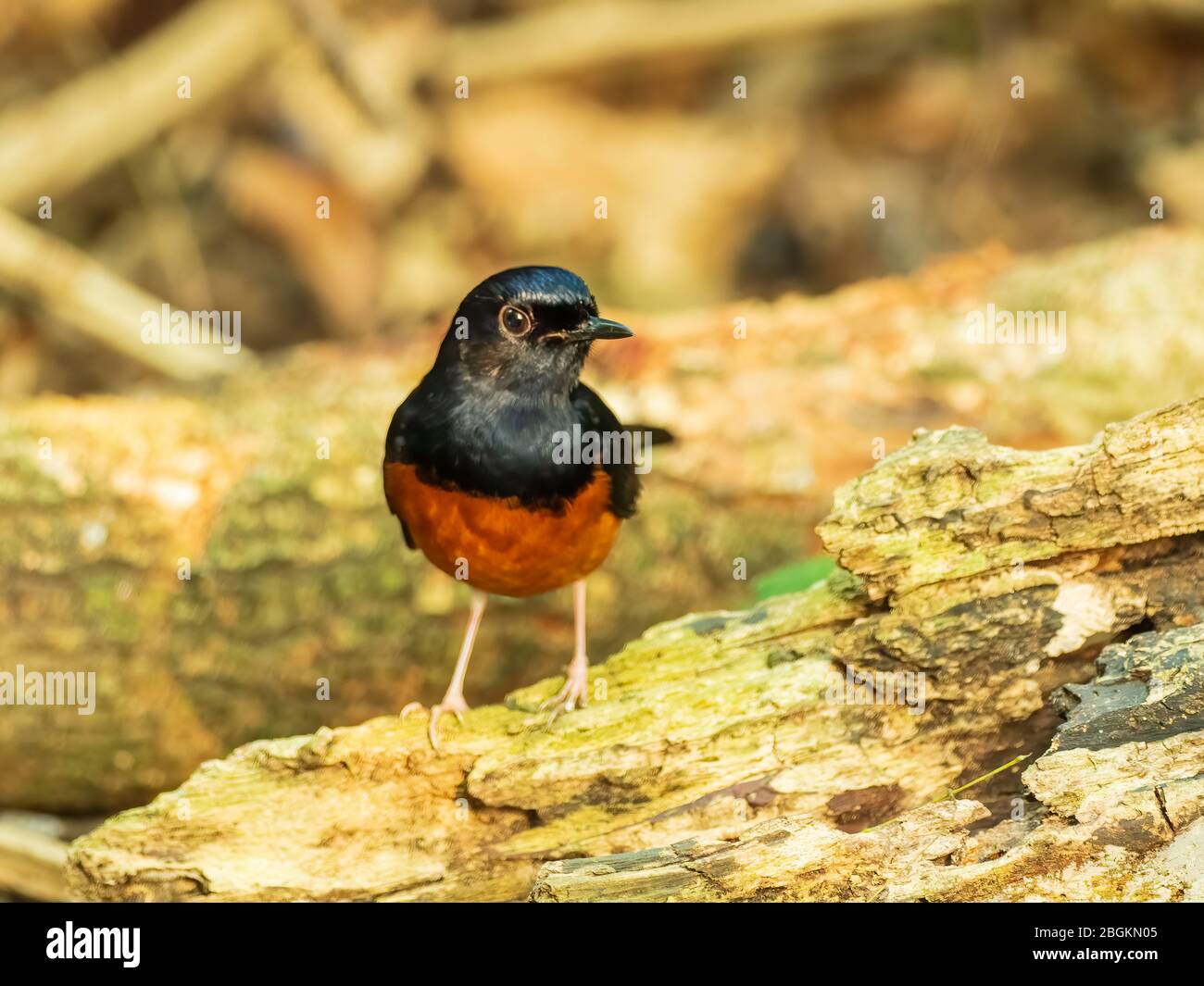 Black shama hi-res stock photography and images - Alamy