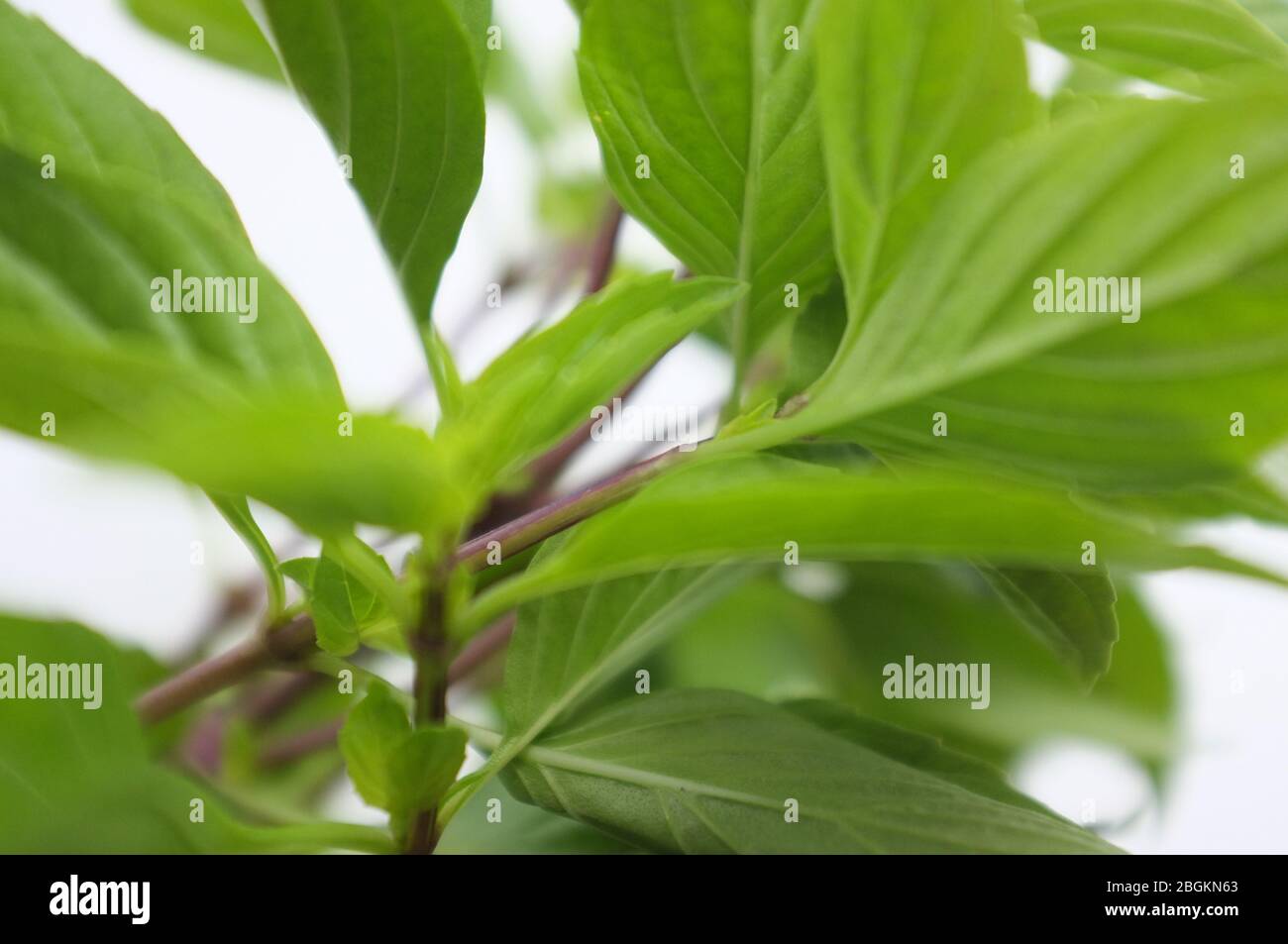Thai Sweet Basil on white background. ingredient Thaifood Stock Photo ...