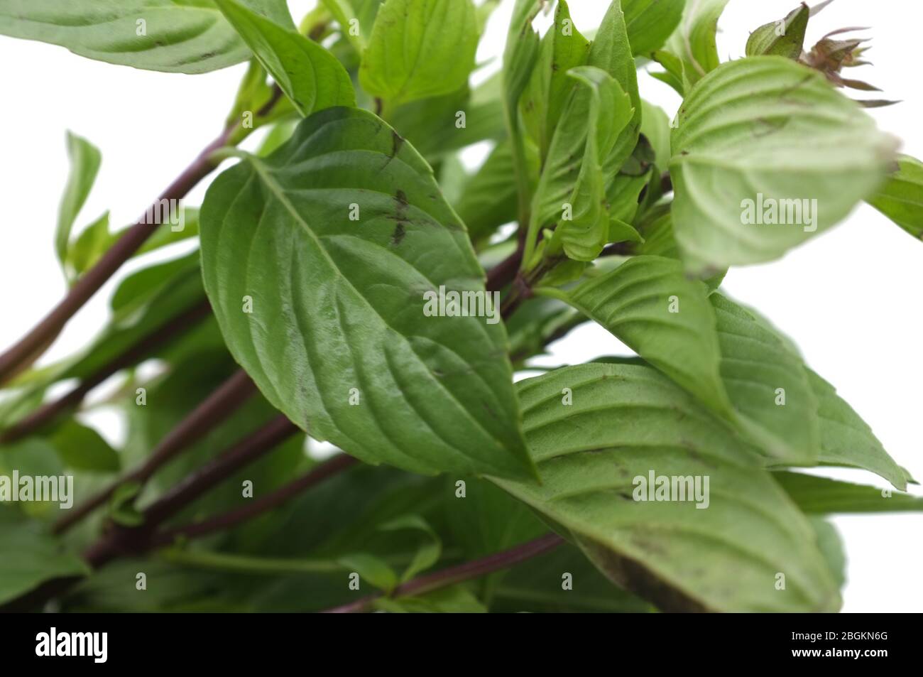 Thai Sweet Basil on white background. ingredient Thaifood Stock Photo ...