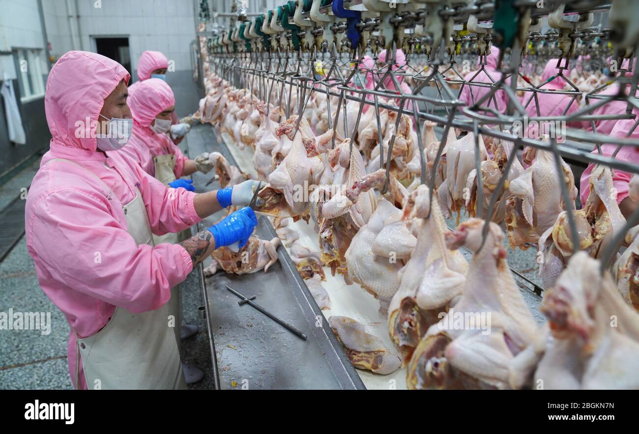 Staff at a slaughterhouse work along automatic production line to ...