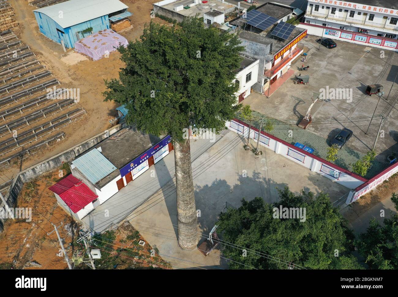An aerial view of a huge banyan growing in an abandoned chimney ...