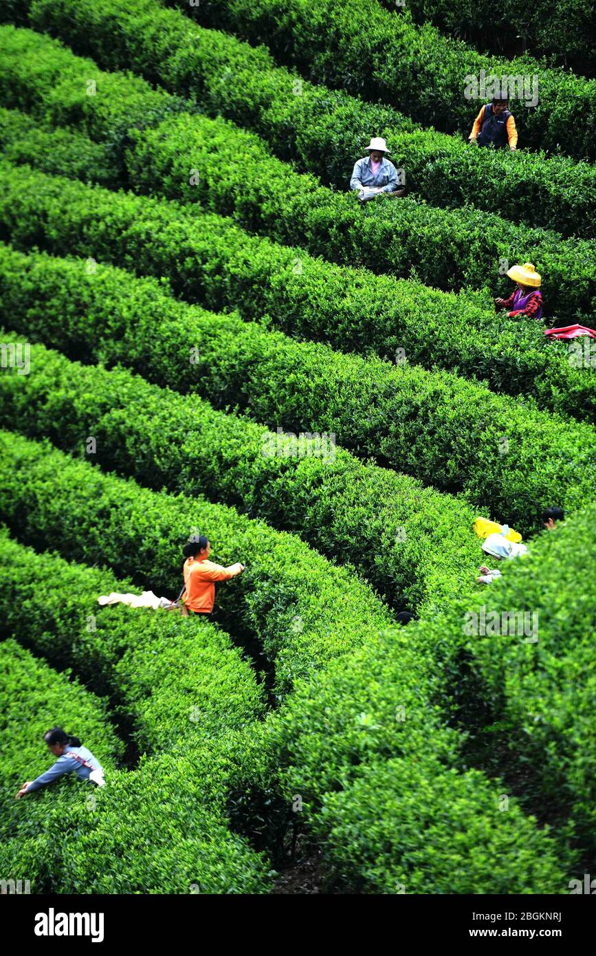 A group of tea farmers pick and harvest over 20 thousand acres of tea ...