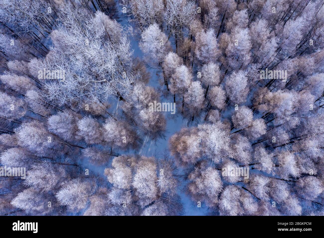 An aerial winter scenery of trees covered with rime around Xingkai Lake ...