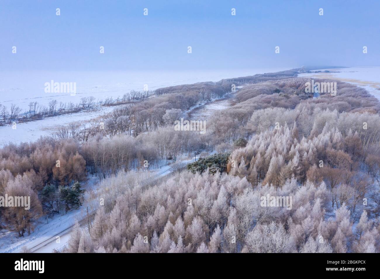 An aerial winter scenery of trees covered with rime around Xingkai Lake ...