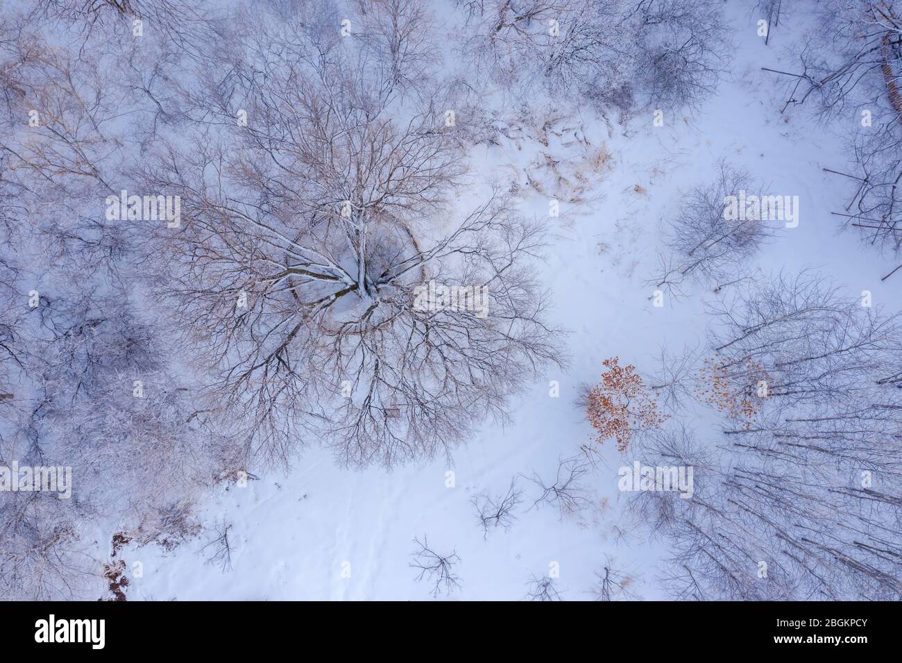 An aerial winter scenery of trees covered with rime around Xingkai Lake ...