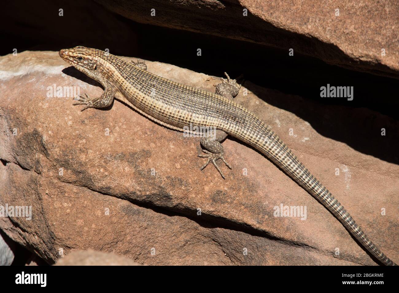 Western Giant Plated Lizard Stock Photo - Alamy