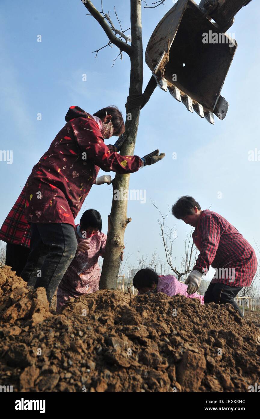 Villagers plant trees in the field, Wangji village, Wangji town ...