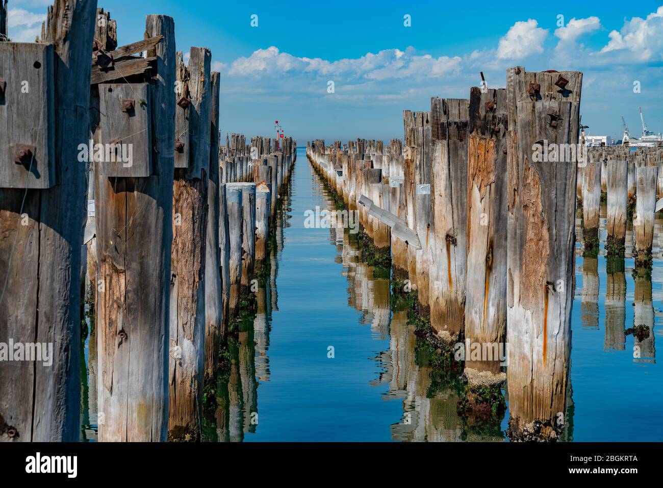 Princes Pier remains of historic pier piles in rows projecting and ...