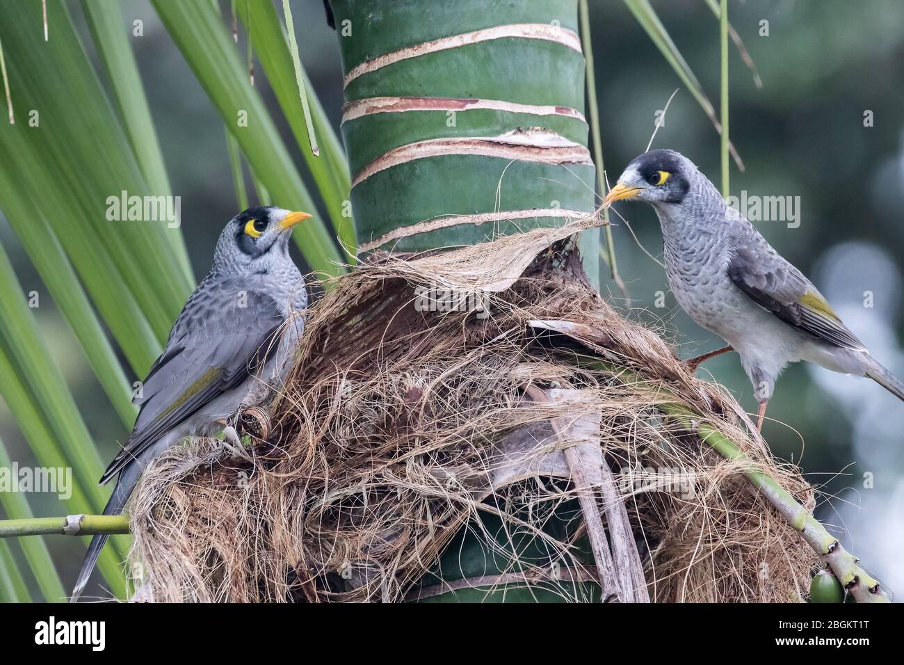 Noisy Miner birds collecting nesting material from palm tree Stock ...