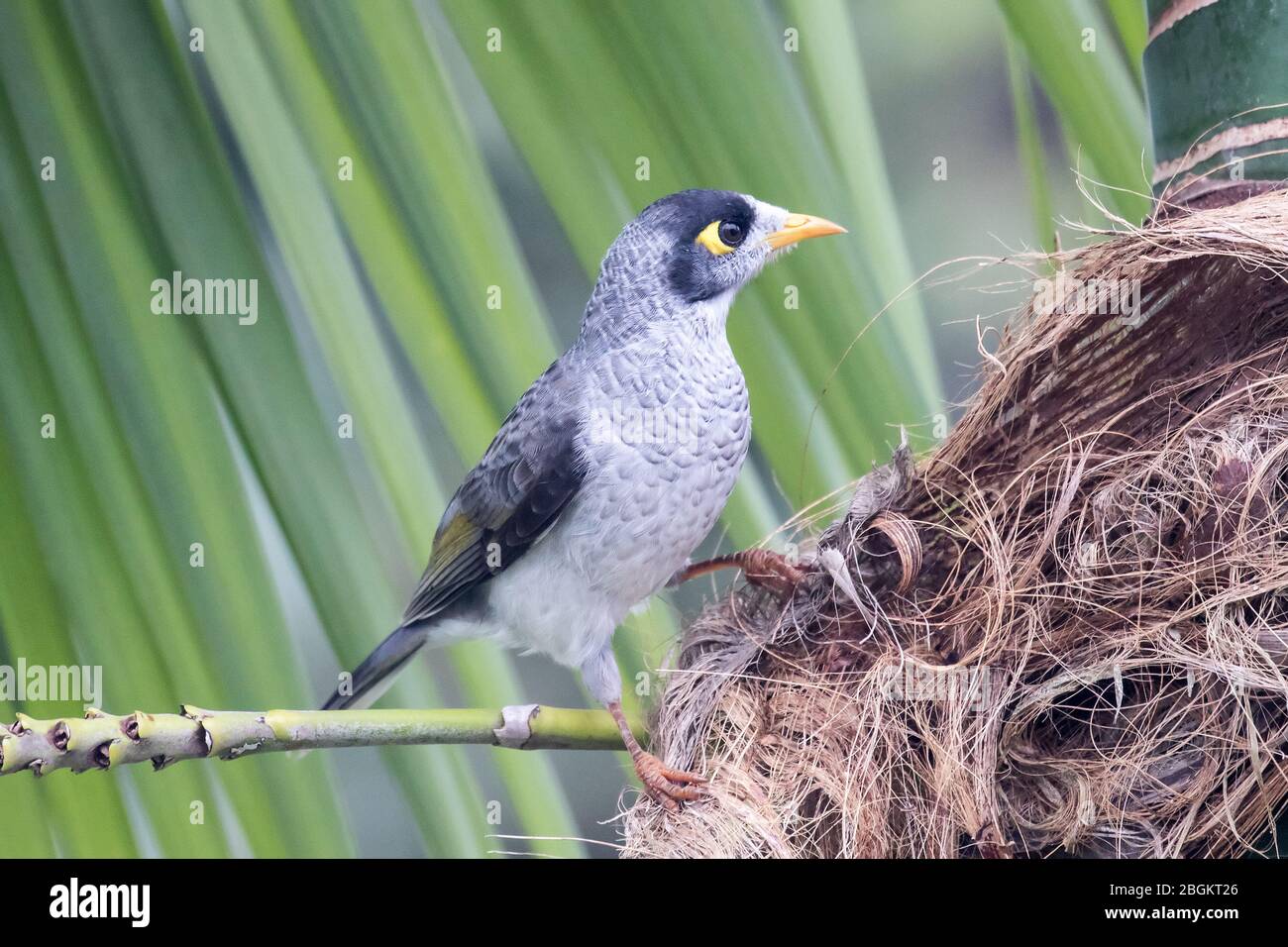 Miner bird hi-res stock photography and images - Alamy