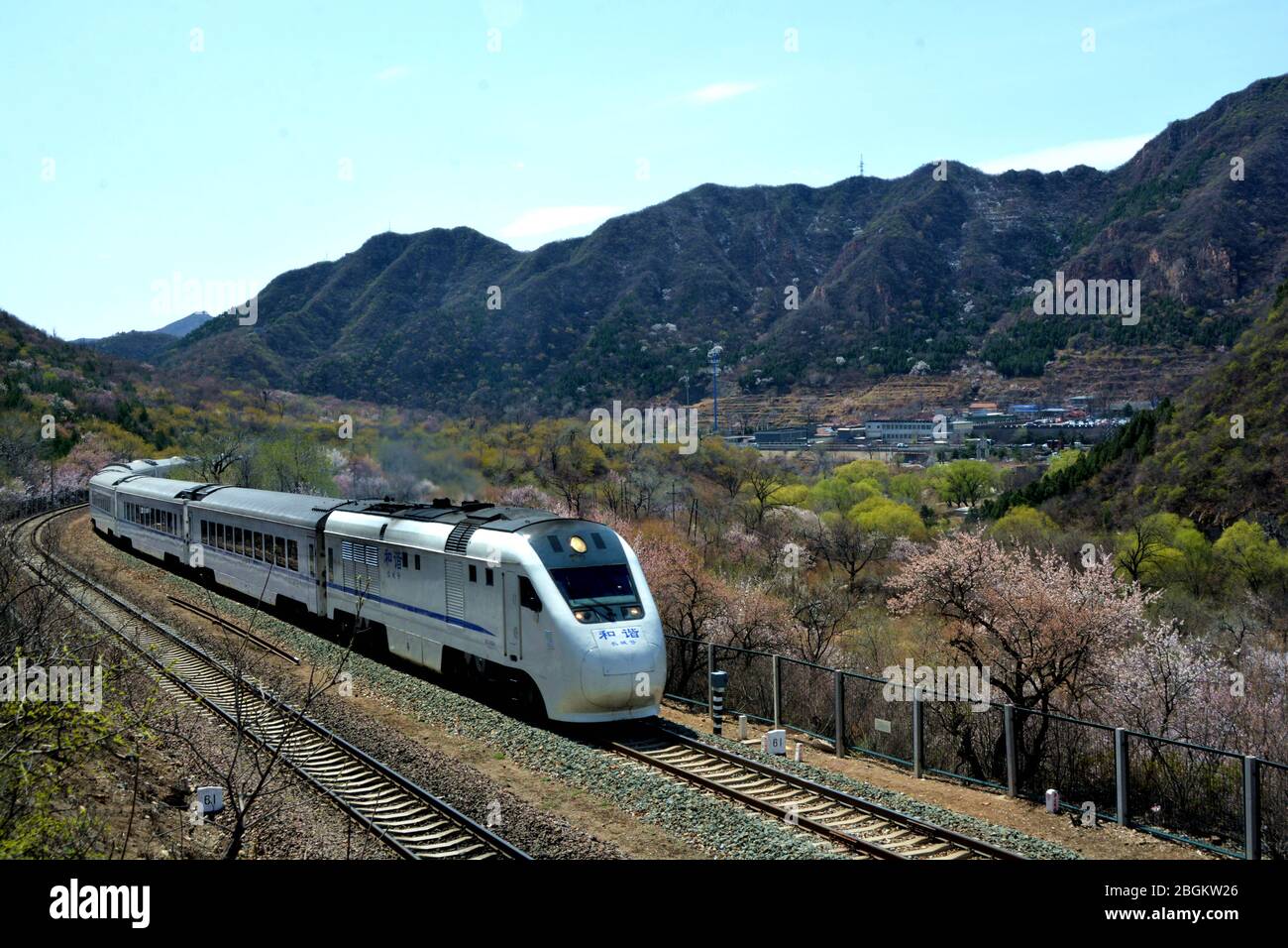 --FILE--An aerial view of a train moving through blossoming flowers ...