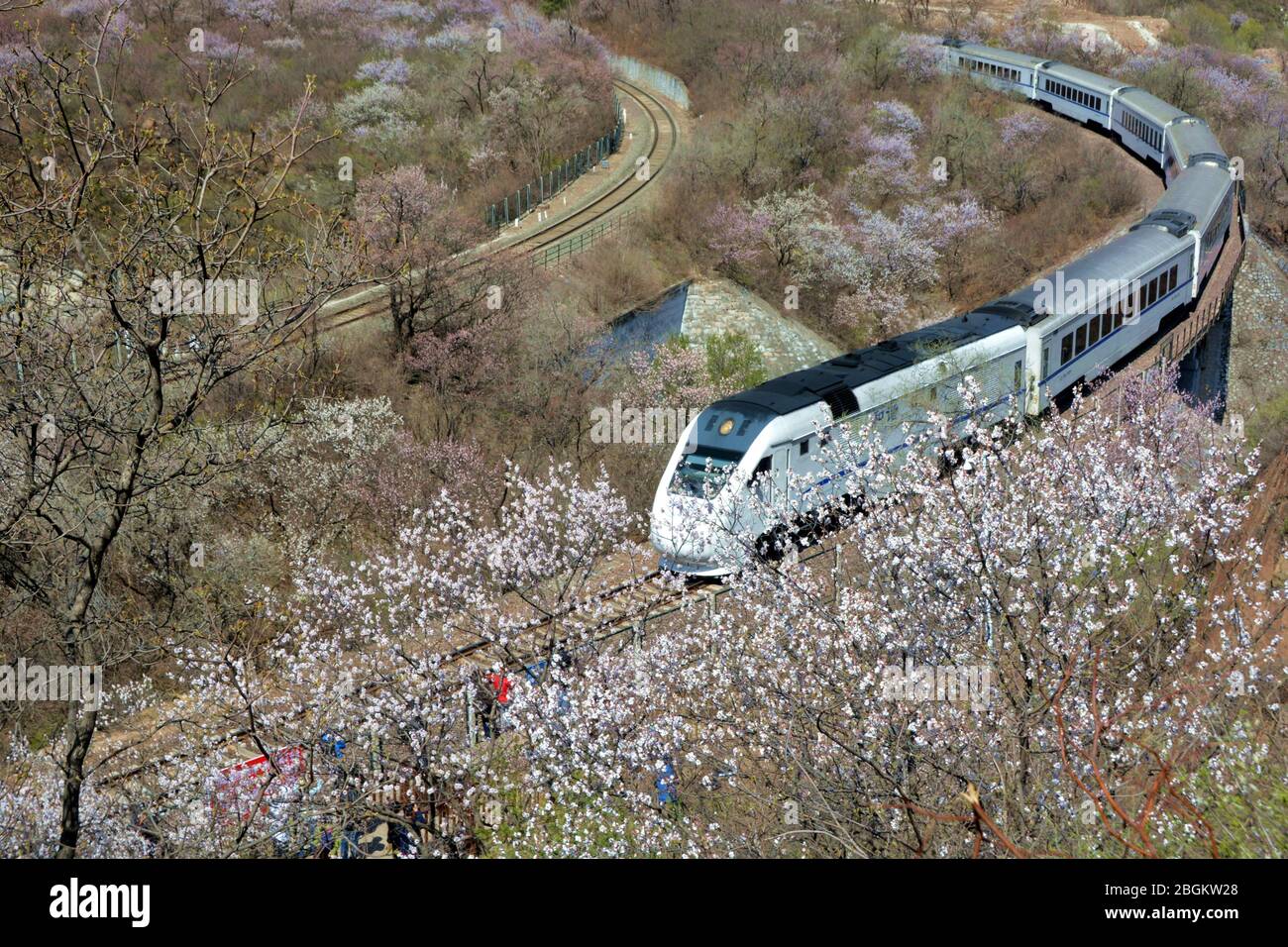 --FILE--An aerial view of a train moving through blossoming flowers ...