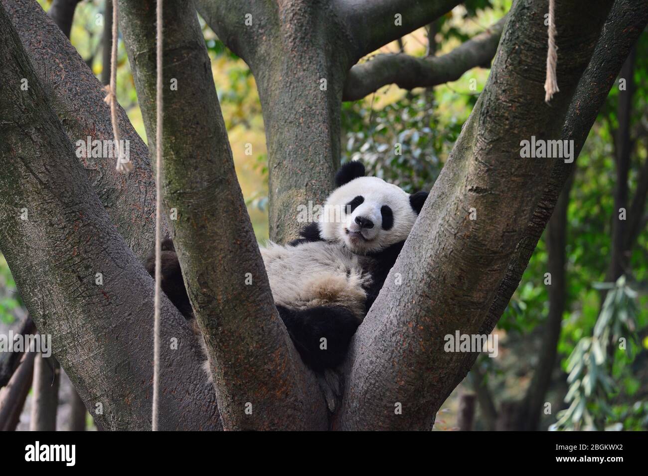 A panda climbs up a tree at Chengdu Research Base of Giant Panda ...