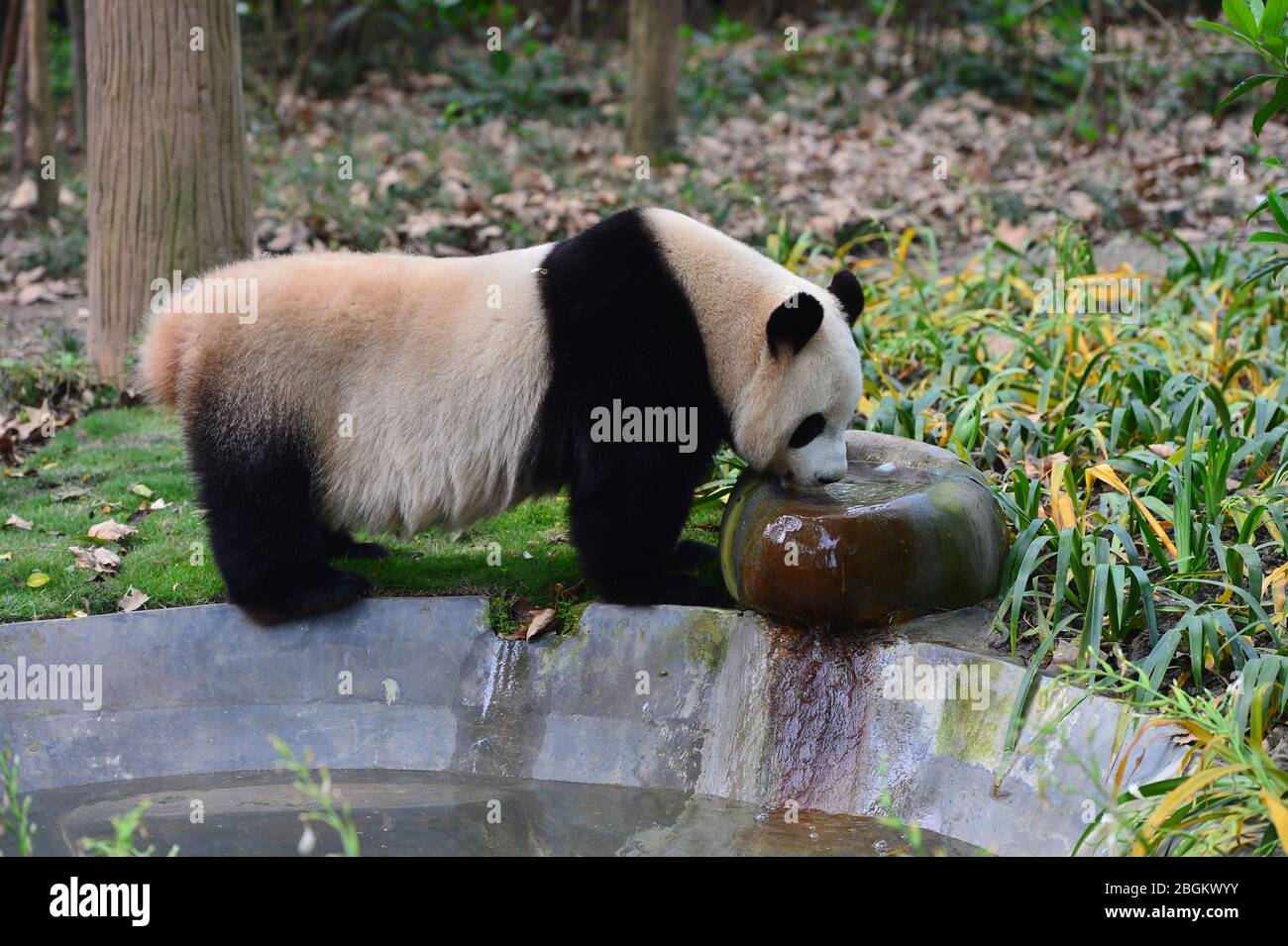 A panda sips water by a pond at Chengdu Research Base of Giant Panda ...
